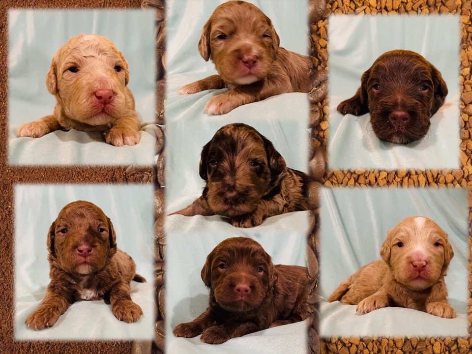 Mini Golden Mountain Doodles (Indy & River)