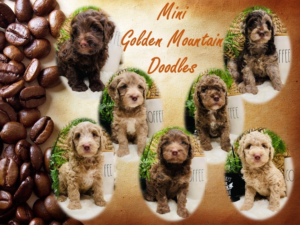 Mini Golden Mountain Doodles (Indy & River)