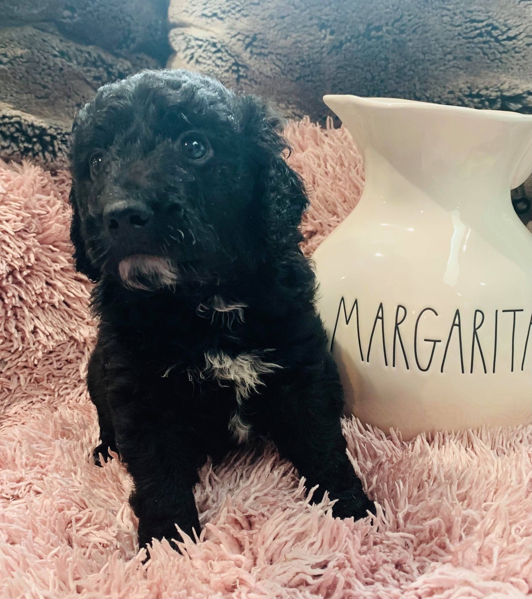 Mini Golden Mountain Doodle Puppies