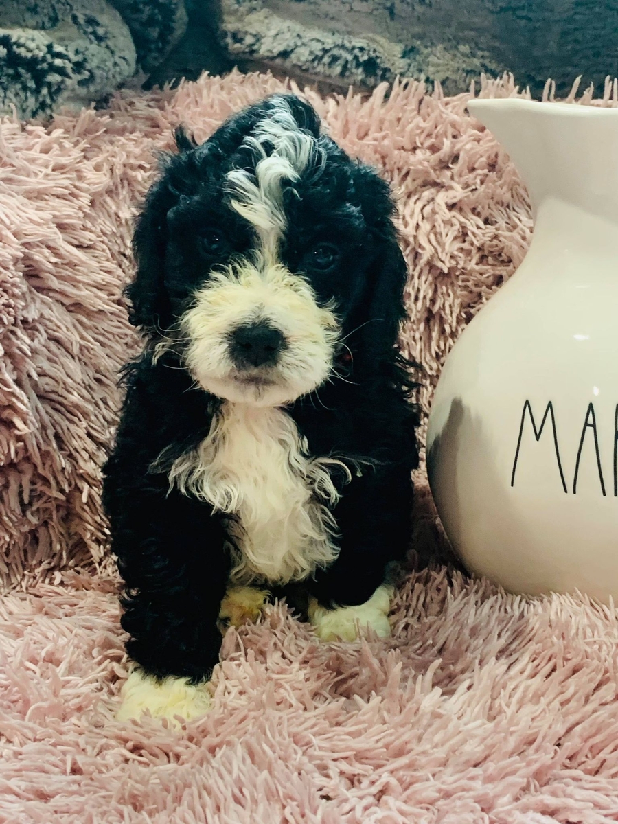 Mini Golden Mountain Doodle Puppies