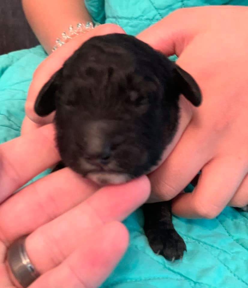 Mini Golden Mountain Doodle Puppies