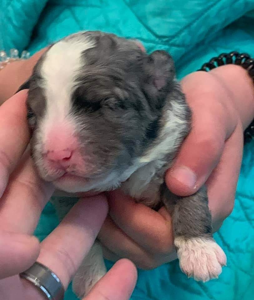 Mini Golden Mountain Doodle Puppies