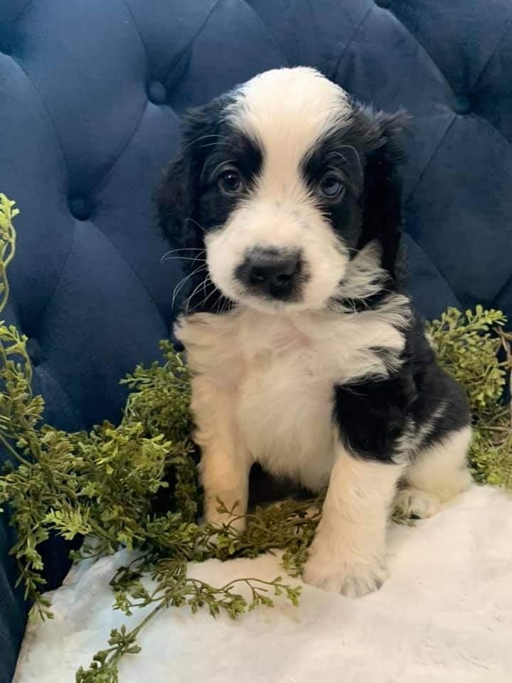 Golden Mountain Doodle