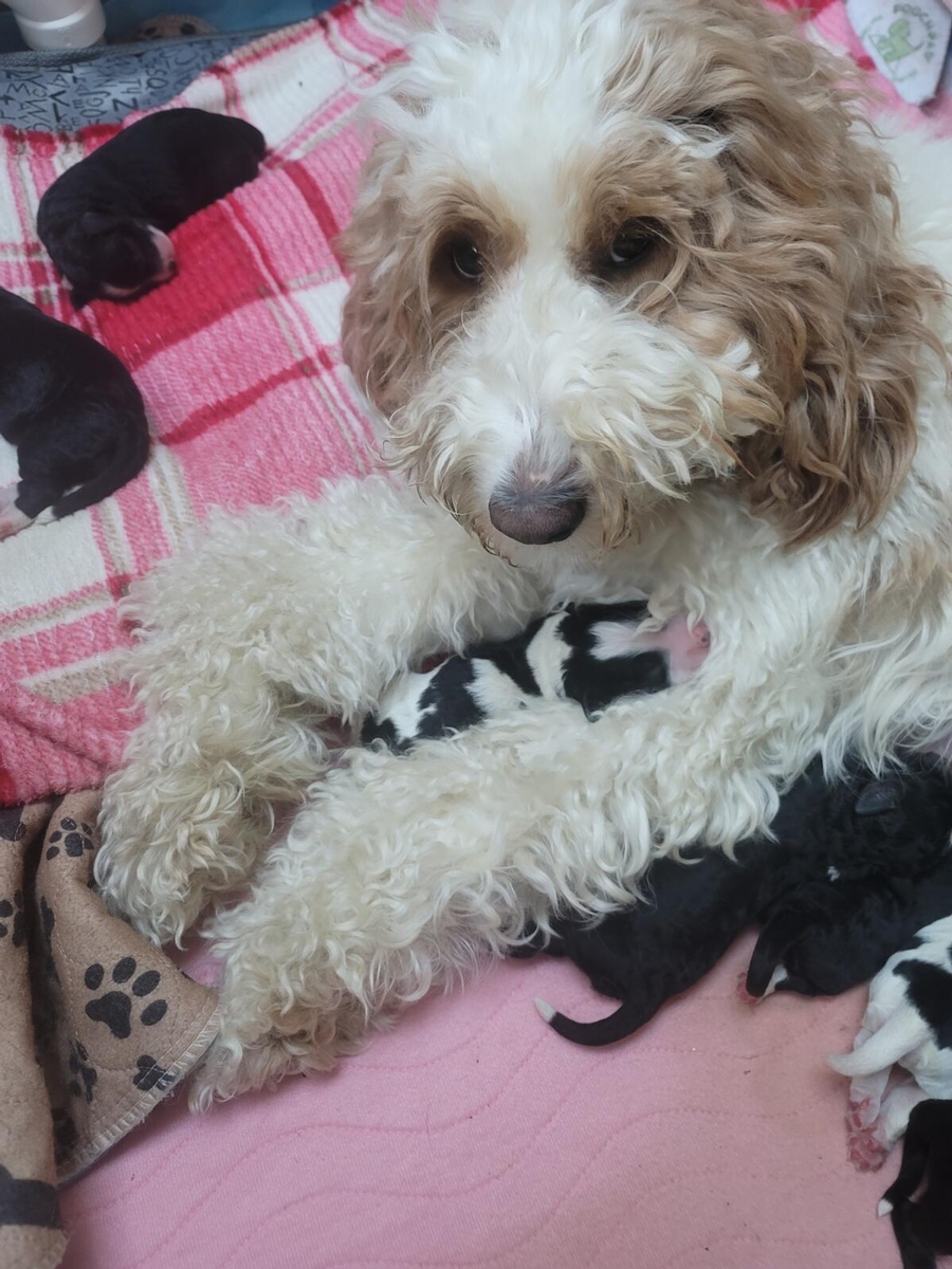 Mini Golden Mountain Doodles Litter | Kim's Cove Doodles