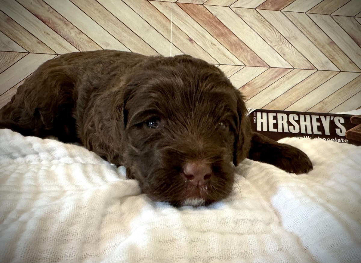 Hershey Hershey