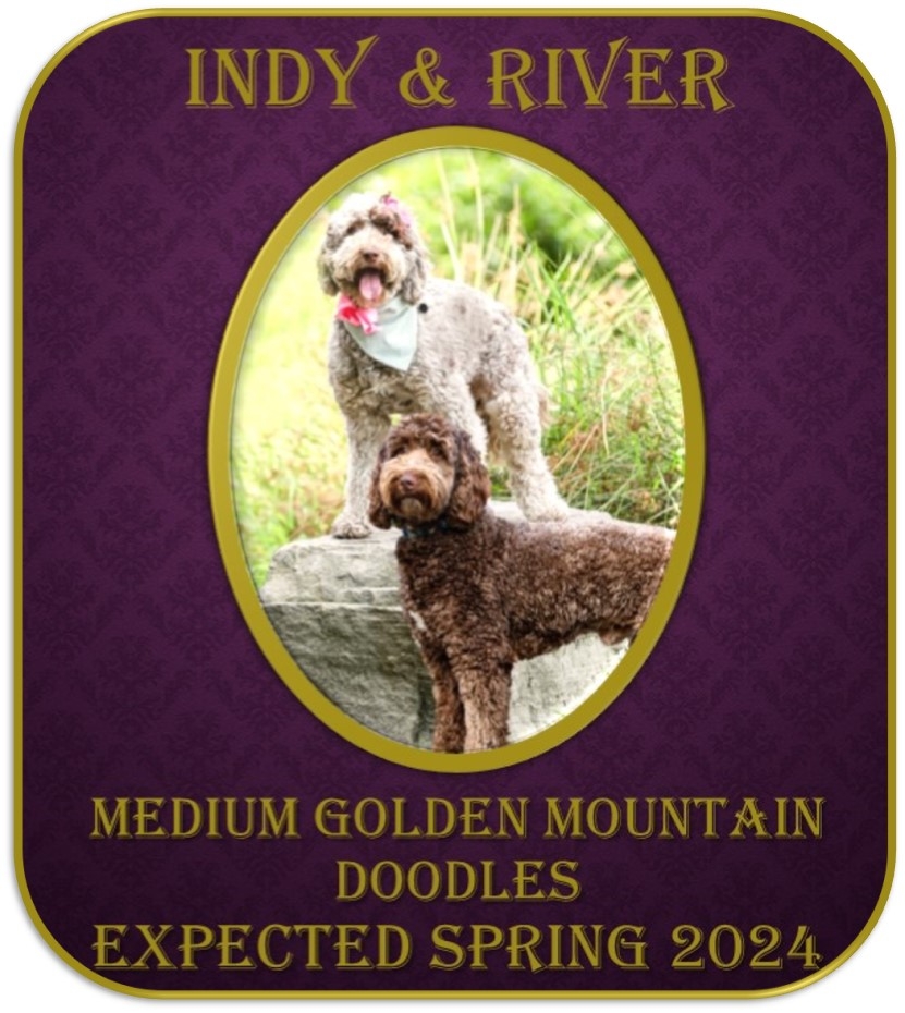 Mini/Medium Golden Mountain Doodles (Indy x River)