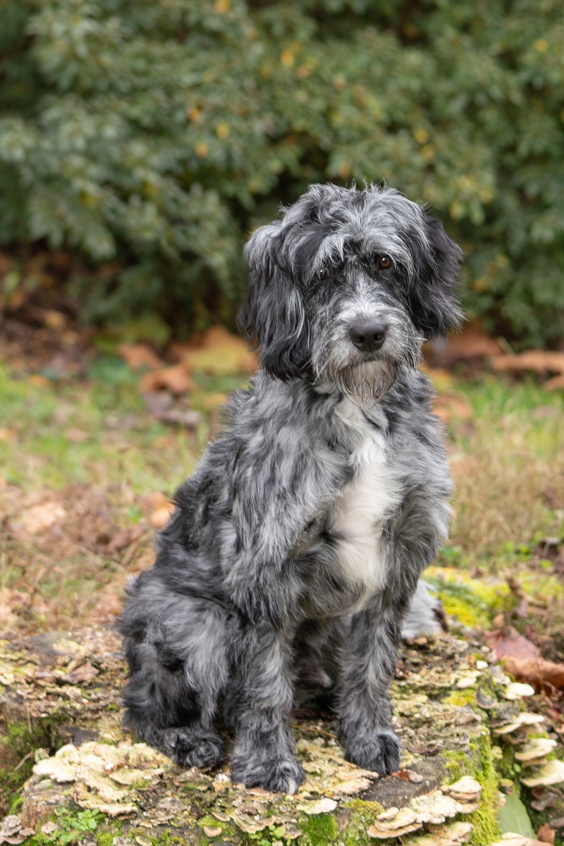 Mini Goldendoodle