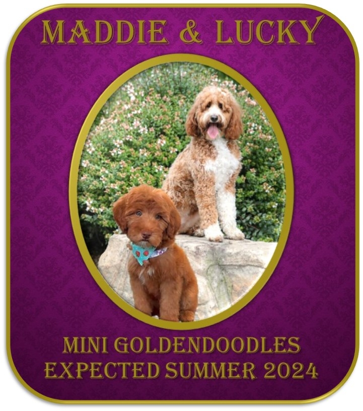 Petite/Mini Goldendoodles (Maddie x Lucky)
