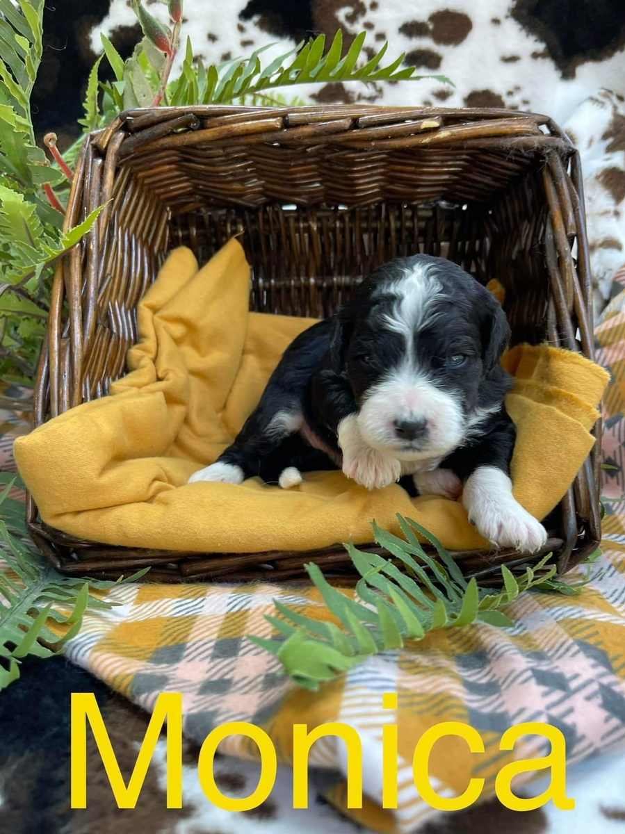 Mini Golden Mountain Doodles Litter | Kim's Cove Doodles