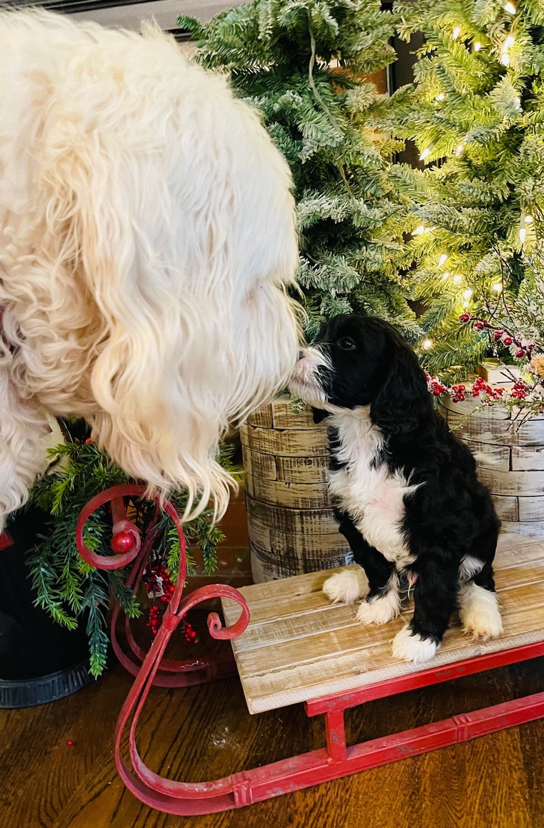 Mini Golden Mountain Doodles (Lucy & River)