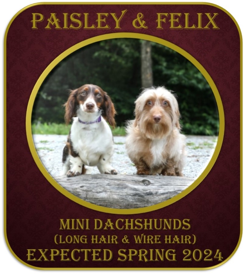 Mini Dachshunds (Paisley x Felix)