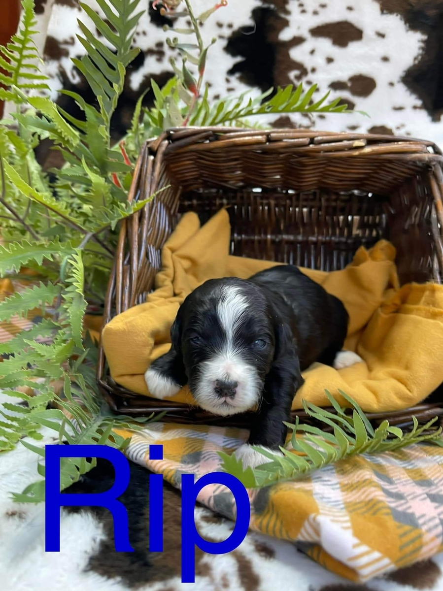 Mini Golden Mountain Doodles Litter | Kim's Cove Doodles