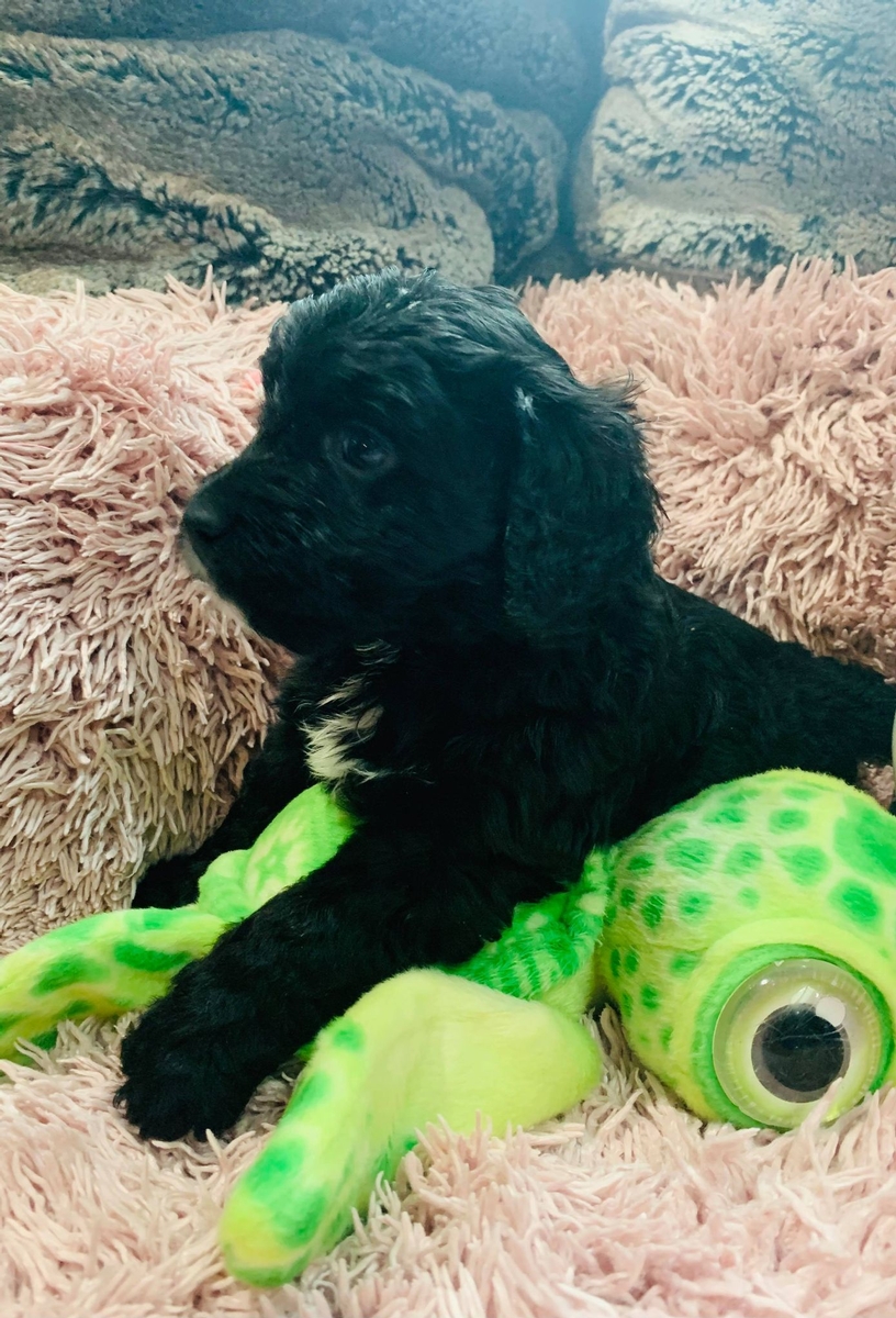 Mini Golden Mountain Doodle Puppies