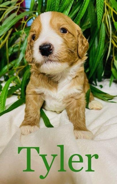 Tyler